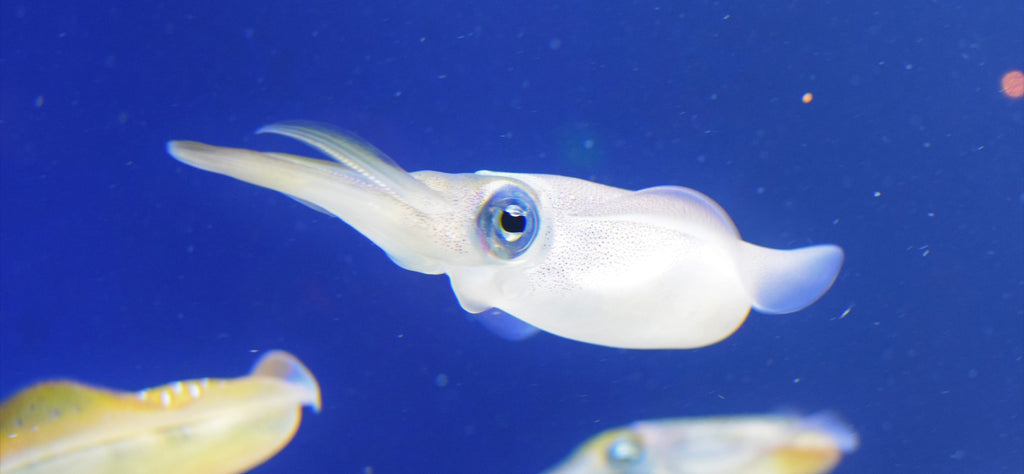 5 Weird Nature Facts | How Smart Are Squids, Talking Birds & More - Dr ...